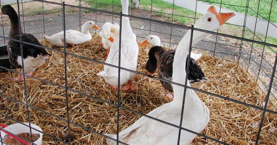 Chickens and ducks not a big clucking deal — so far | News ...