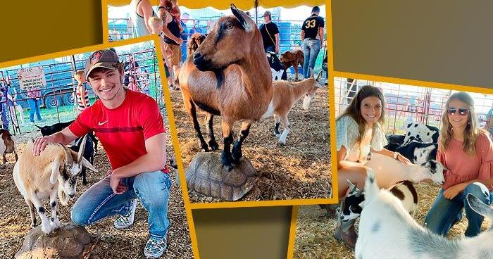 Petting zoo at county fair ‘truly for all of the children’ | Feature ...