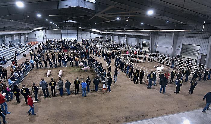 Nearly 600 students compete in district livestock judging contest at ...