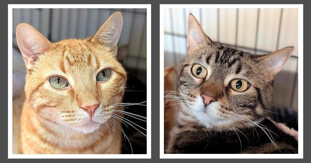 Meet Super Baby and Swiffer | News | norfolkdailynews.com