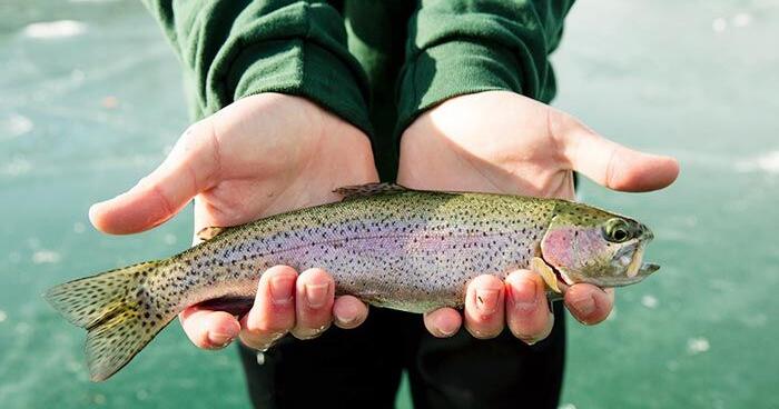 Don’t judge a rainbow trout by its spots, color | Recreation ...