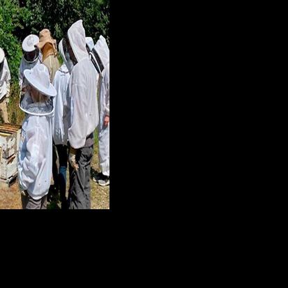 Bed bug reports continue to increase in Norfolk, area | News ...