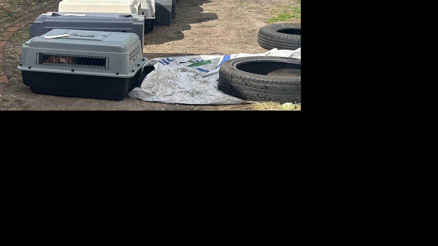 Pilger couple cited after 52 animals removed from property | News ...