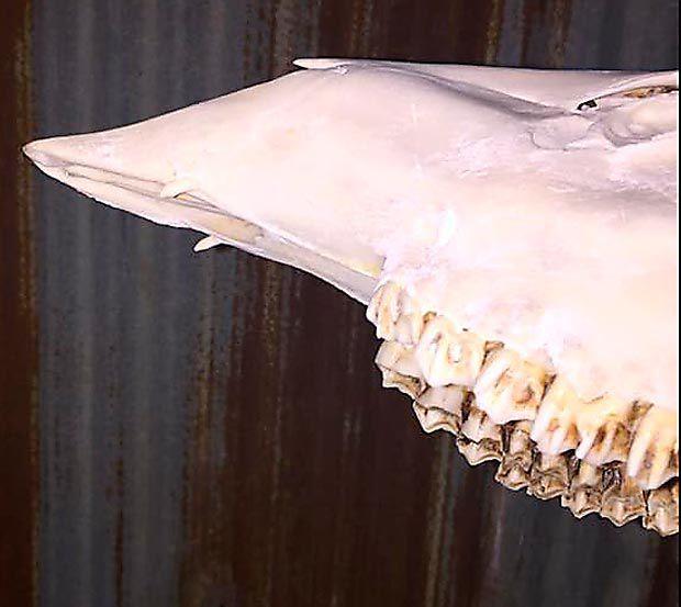 Upper canine teeth in whitetail deer | Recreation | norfolkdailynews.com
