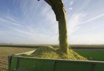 Correct timing makes for best corn silage | Agriculture ...