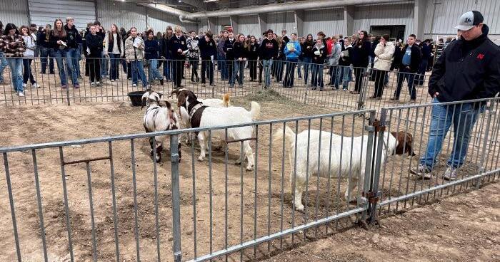 Northeast hosts FFA livestock judging contests for more than 500 ...