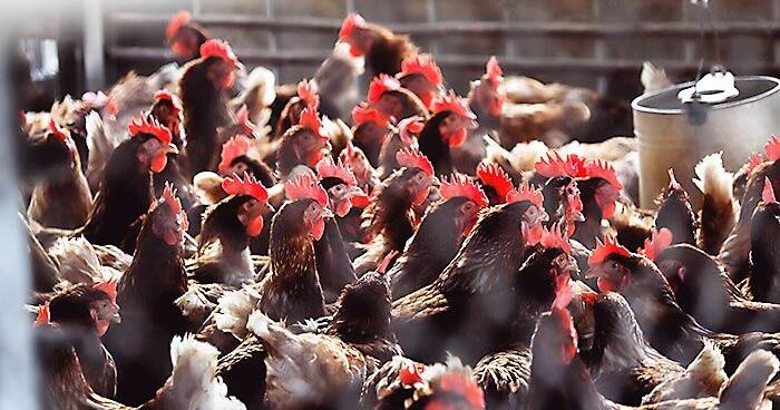 First 2025 bird flu cases detected in Nebraska’s Kearney and Nance ...