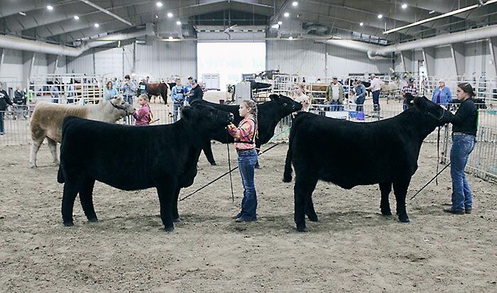 Fresh-faced Albion exhibitor wins grand champion title at first Norfolk ...