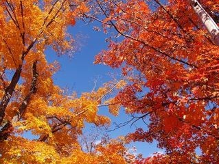 Nebraska fall colors are just a freeze away | | norfolkdailynews.com