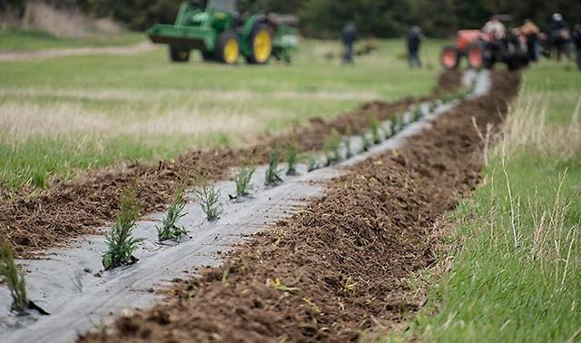 Windbreaks provide critical livestock protection | Agriculture ...