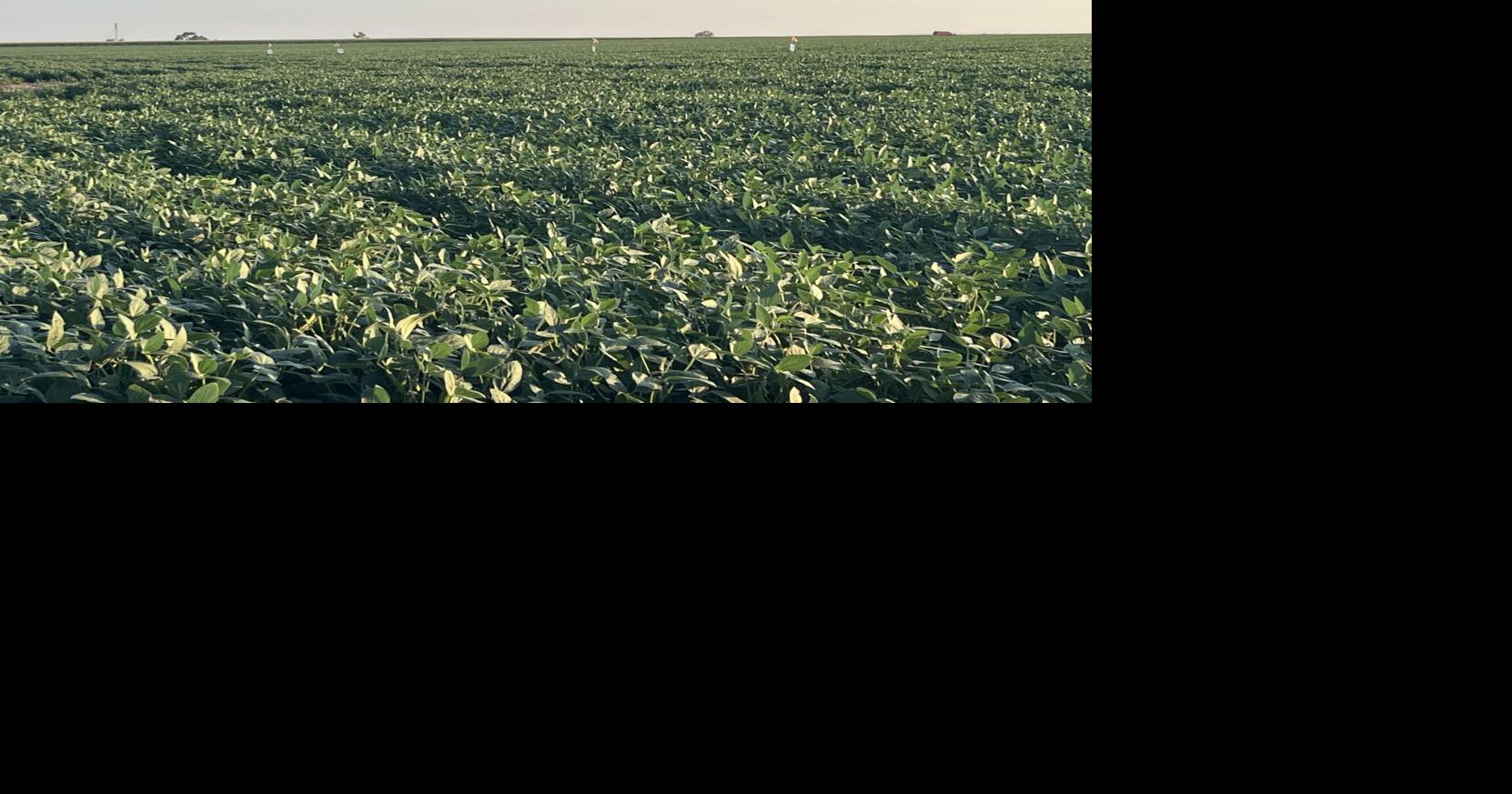 Nebraska crops continue to improve ahead of harvest | News ...