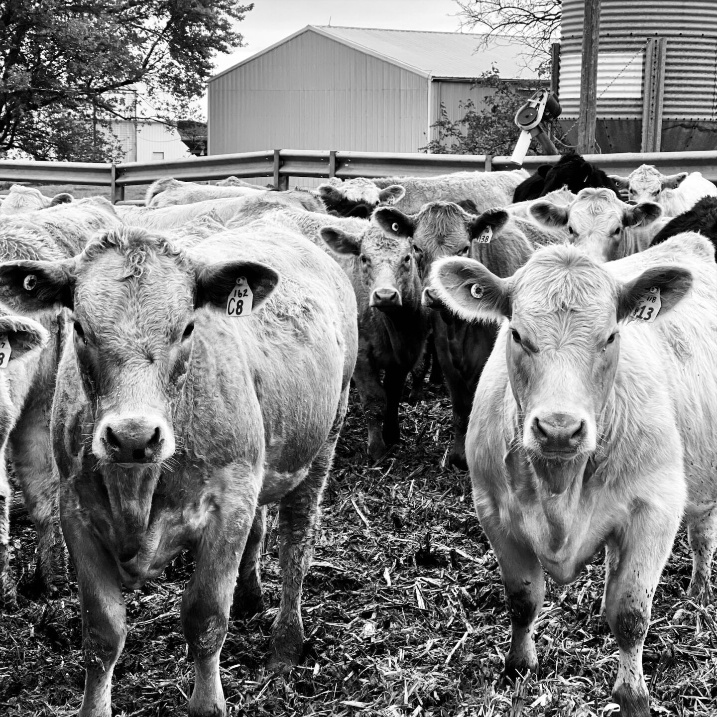 Farm Action releases plan to lower beef prices by rebuilding U.S ...