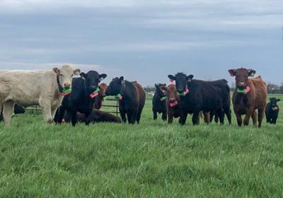 GPS sensors being used to track cattle | News | norfolkneradio.com