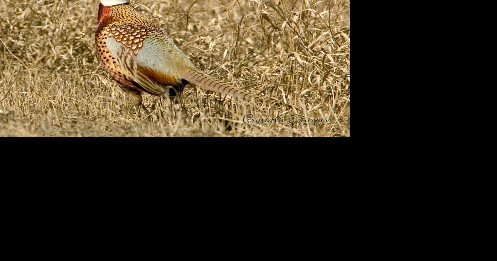 Nebraska Game & Parks schedules special youth hunting season | News ...