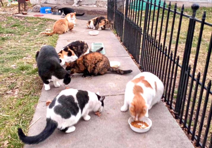 Individuals working together to control Norfolk's fertile cat ...