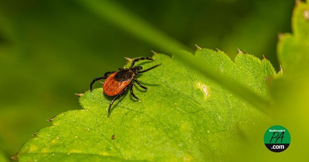 Follow these simple steps to stay safe during tick season | News ...