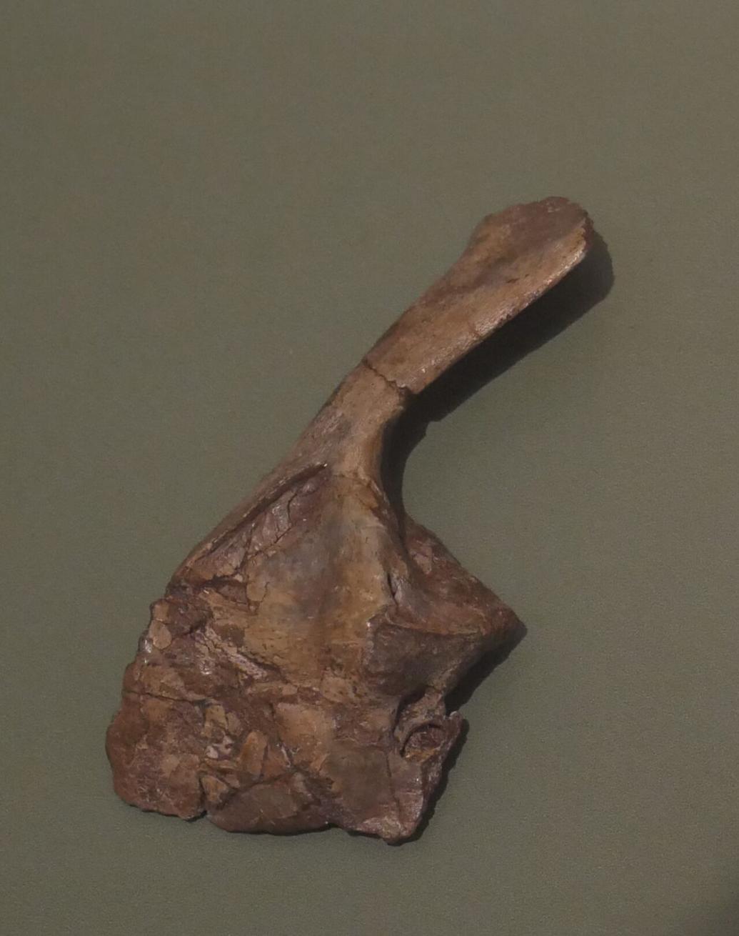 Hynerpeton for Harrisburg: Local students propose state fossil ...