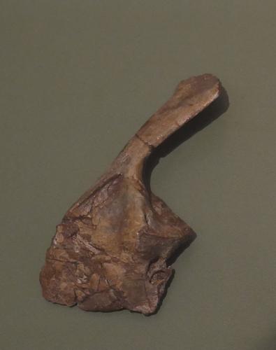 Hynerpeton for Harrisburg: Local students propose state fossil ...