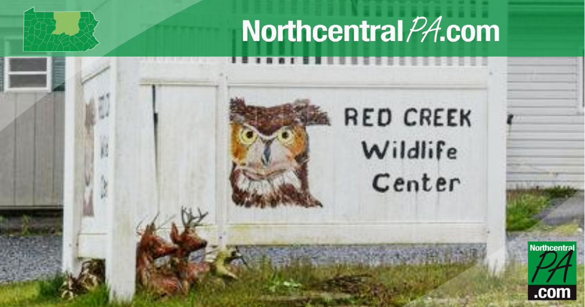 Animals killed as wildlife center burns down in central Pennsylvania ...