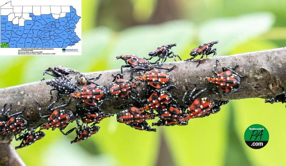 Pa. expands spotted lanternfly quarantine | News | northcentralpa.com