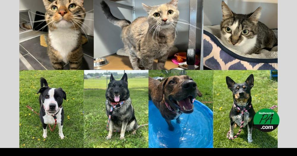 Danville SPCA offers reduced adoption fees this weekend | Community ...