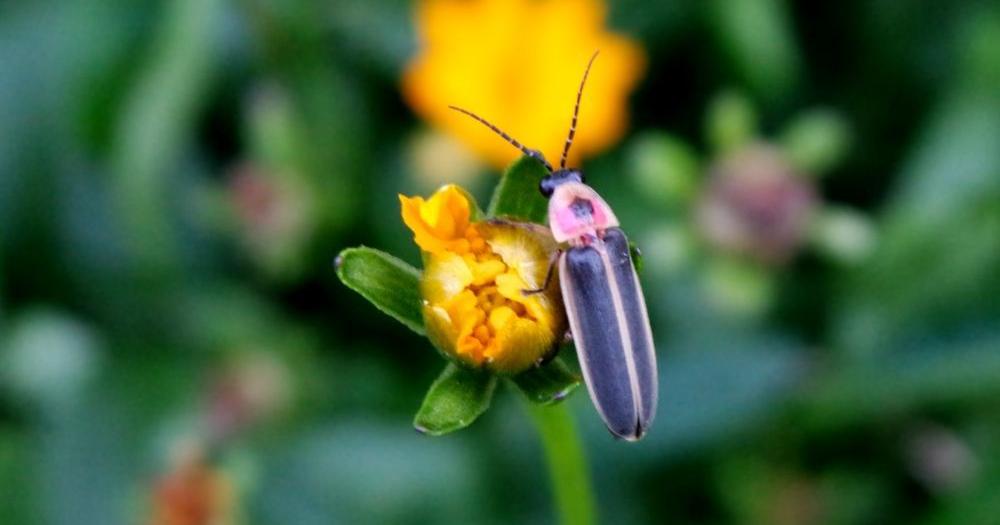 You can participate in the North American Firefly count for science ...