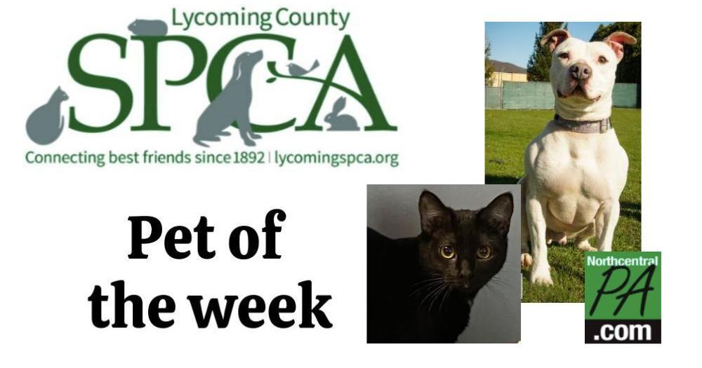 SPCA Pets of the week: Little Joe and Michelle | Non-Profit ...