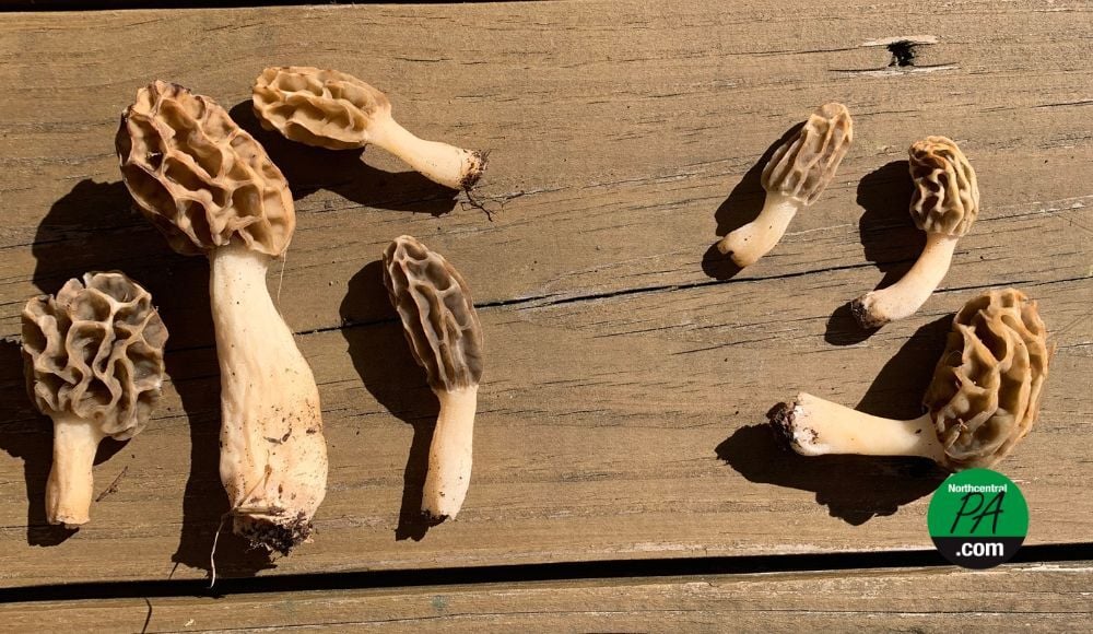 Morel mushrooms spotted in Pa., 2024 foraging season kicks off ...