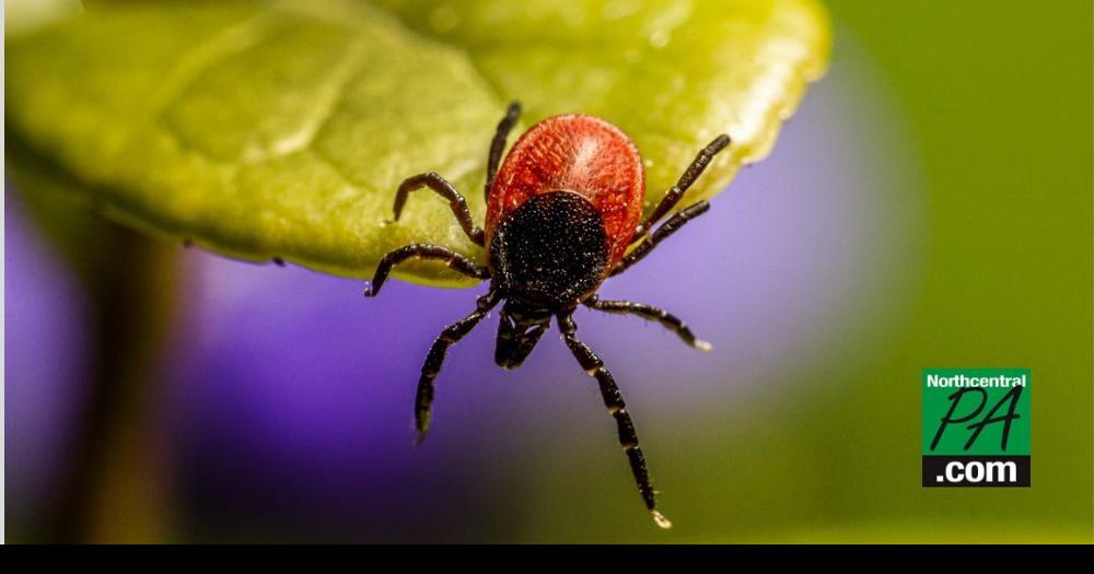 Ticks, tick-borne illnesses on rise; Pennsylvanians urged to take ...