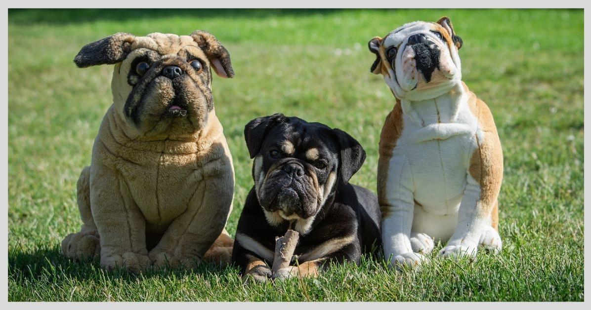 Beware of fake dog license scams | Community | northcentralpa.com