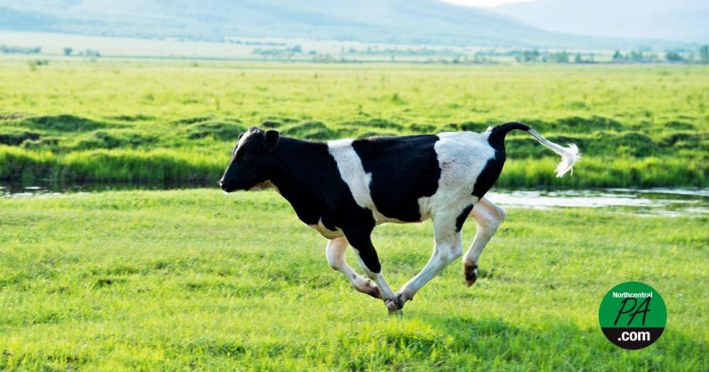 Three men arrested, charged in 'Operation Beef Bandit' investigation ...