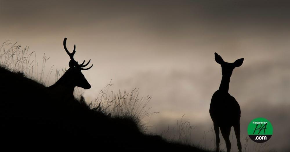 State maps new chronic wasting disease cases | Life | northcentralpa.com