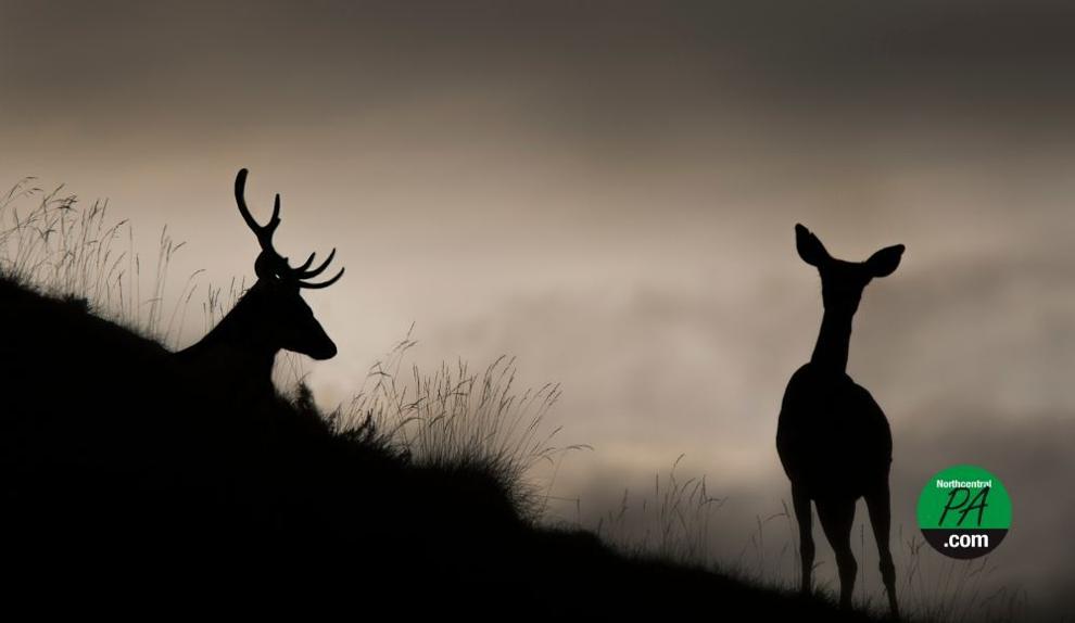 State maps new chronic wasting disease cases | Life | northcentralpa.com