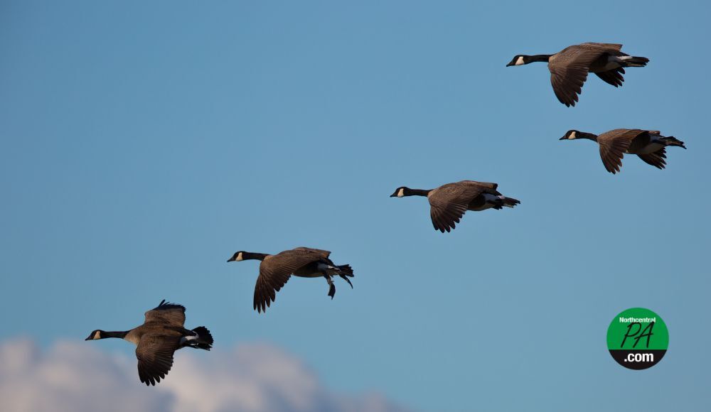 Game Commission explains death of geese | Community | northcentralpa.com