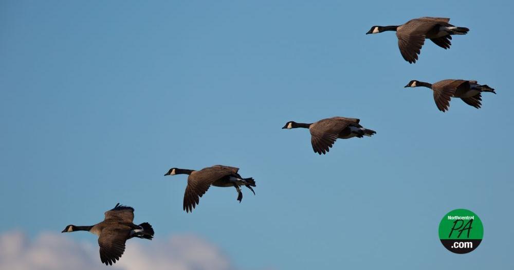 Game Commission explains death of geese | Community | northcentralpa.com