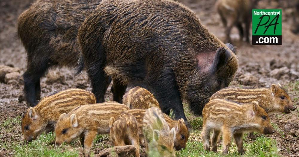 Largest Wild Hog In Georgia