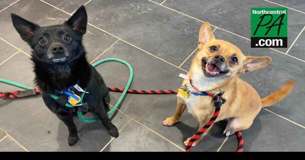 Danville SPCA to waive all dog adoption fees this Saturday | News ...