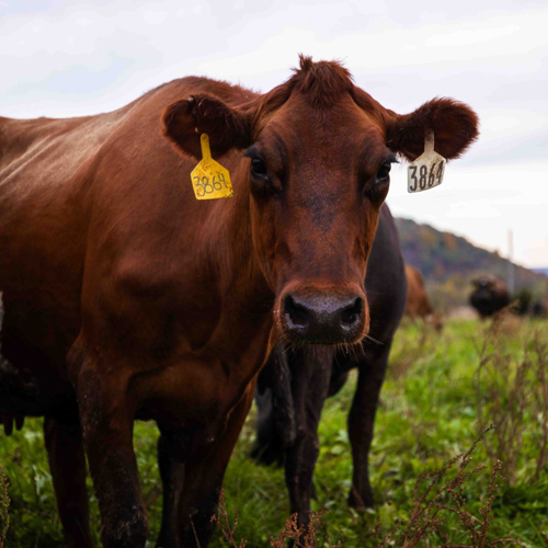 A unique yogurt is made right here in north central Pa. | Local ...
