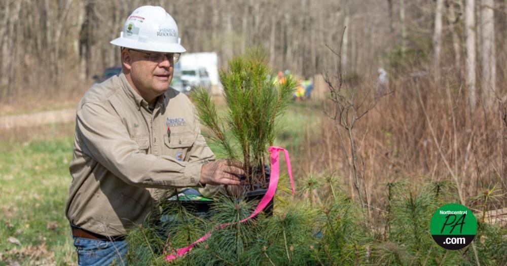 Restoring balance: Seneca Resources leads invasive species treatment ...