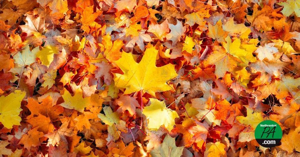 Potter and Tioga counties nominated for USA TODAY Best Destination for ...