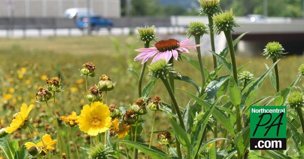 PennDOT highlights roadside planting projects during National Pollinator Week | Life ...