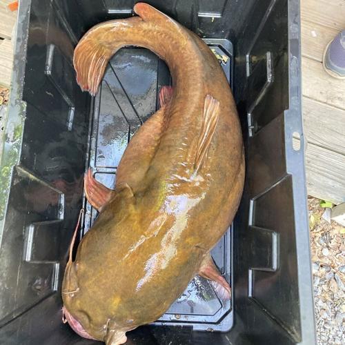 Monster catfish breaks Pennsylvania record | Life | northcentralpa.com