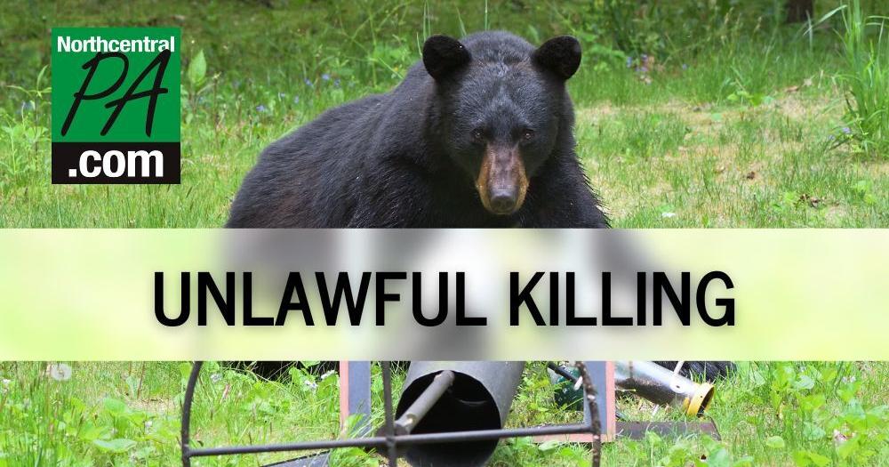 Man charged after shooting black bear in the back | News ...