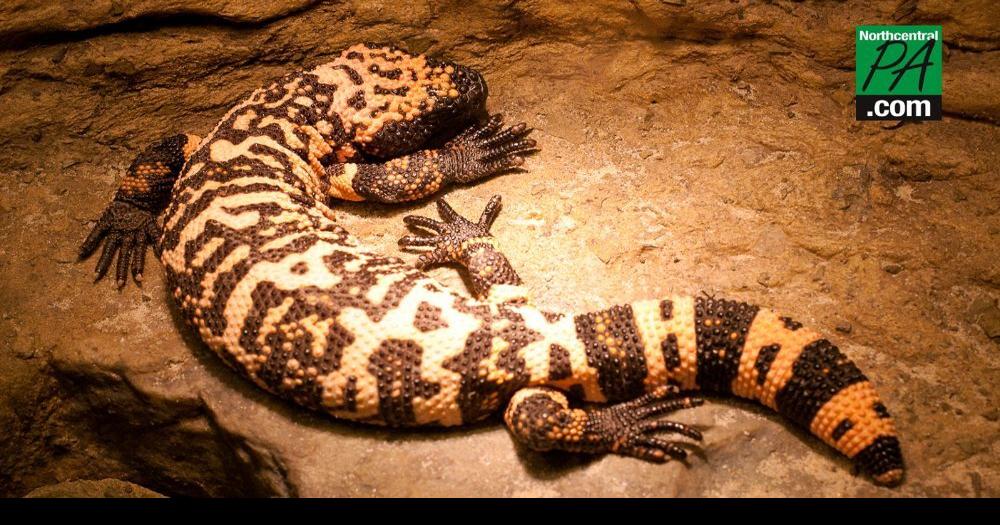 Man dies after bite from pet Gila monster | News | northcentralpa.com