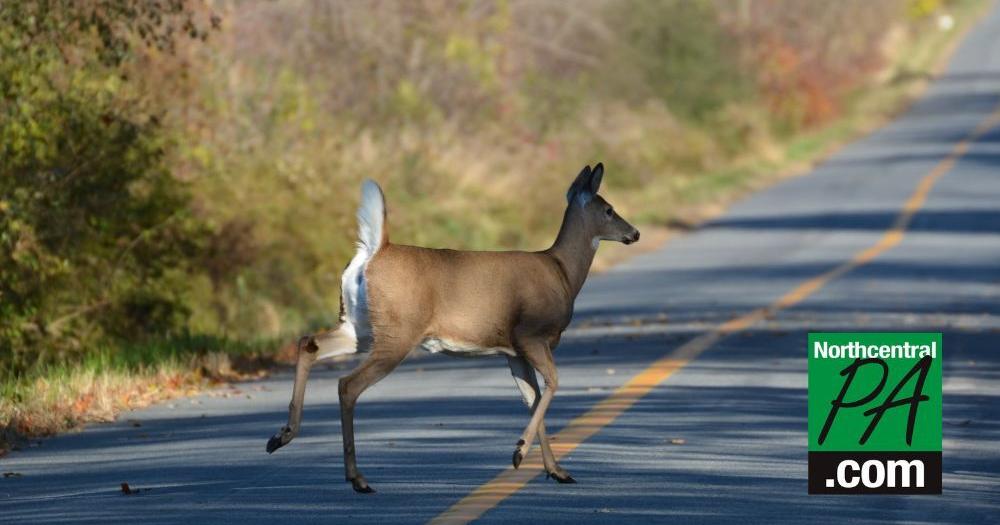 Hit a deer? Now what? PA Game Commission gives advice | News ...