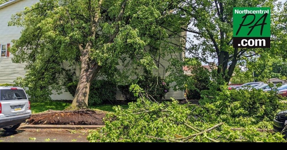 'The sky got very dark': Was it a microburst that toppled trees in ...