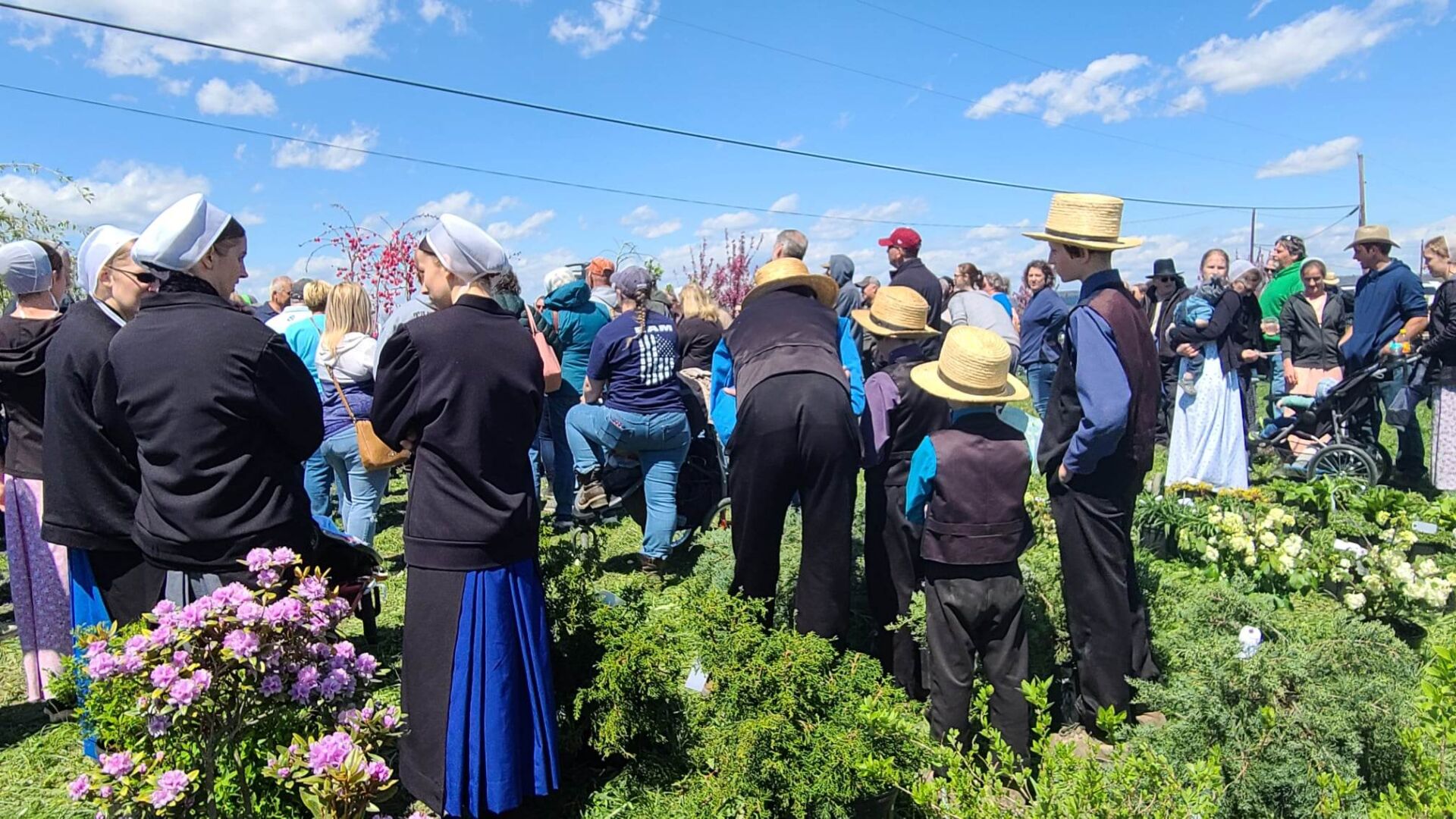Annual Amish auction draws crowd | Community | northcentralpa.com