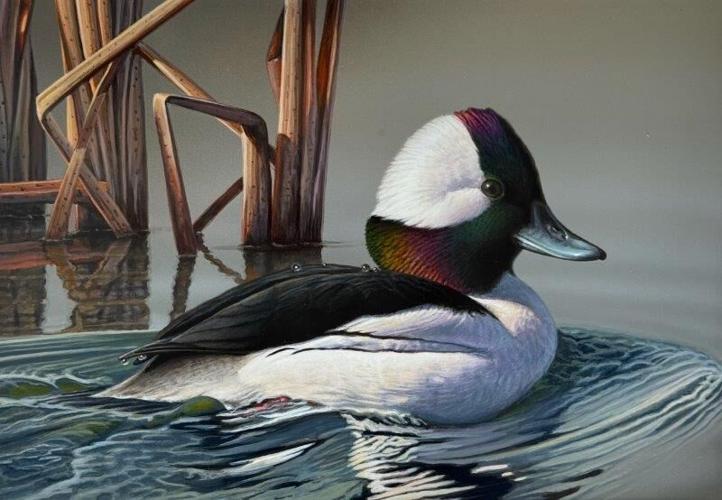 Minnesota artist James Hautman wins 2025 Federal Duck Stamp Art Contest ...