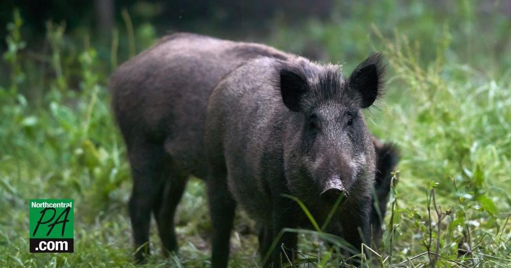 Wild ‘super pigs’ from Canada could become a new front in the war on ...