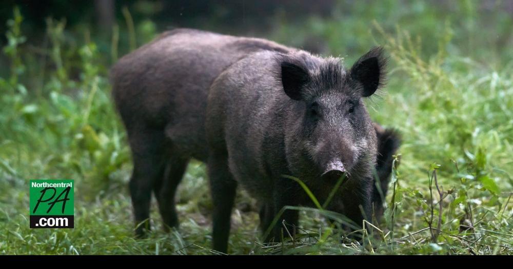 Wild ‘super pigs’ from Canada could become a new front in the war on ...